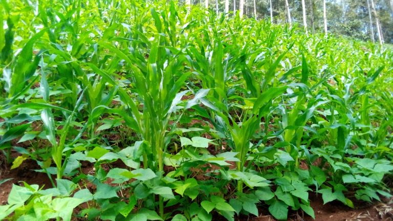 Exploring the Bountiful Benefits of Inter-cropping Maize and Beans ...